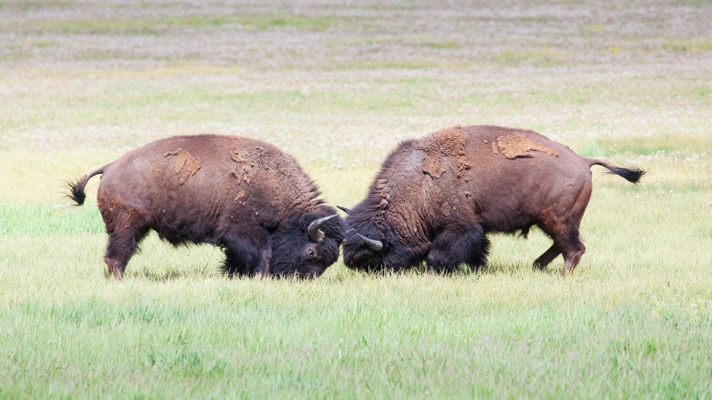Visiting Yellowstone in the Summer - Yellowstone Safari Company
