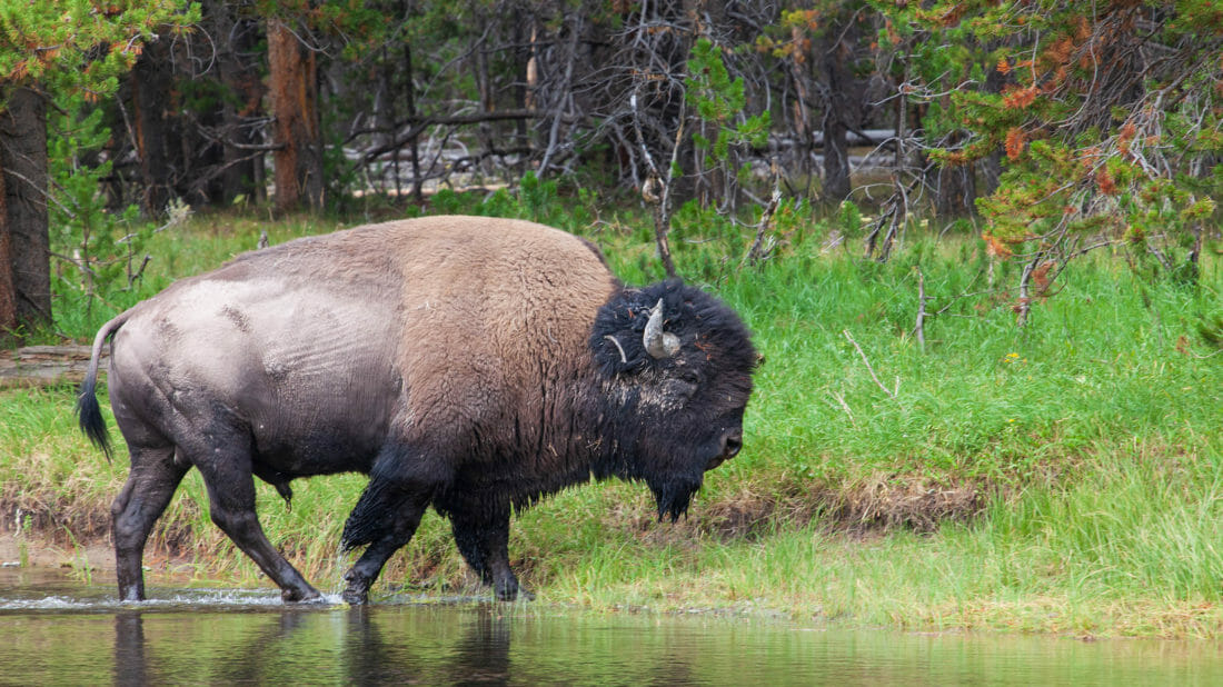 How Big Is Yellowstone National Park? - Yellowstone Safari Company