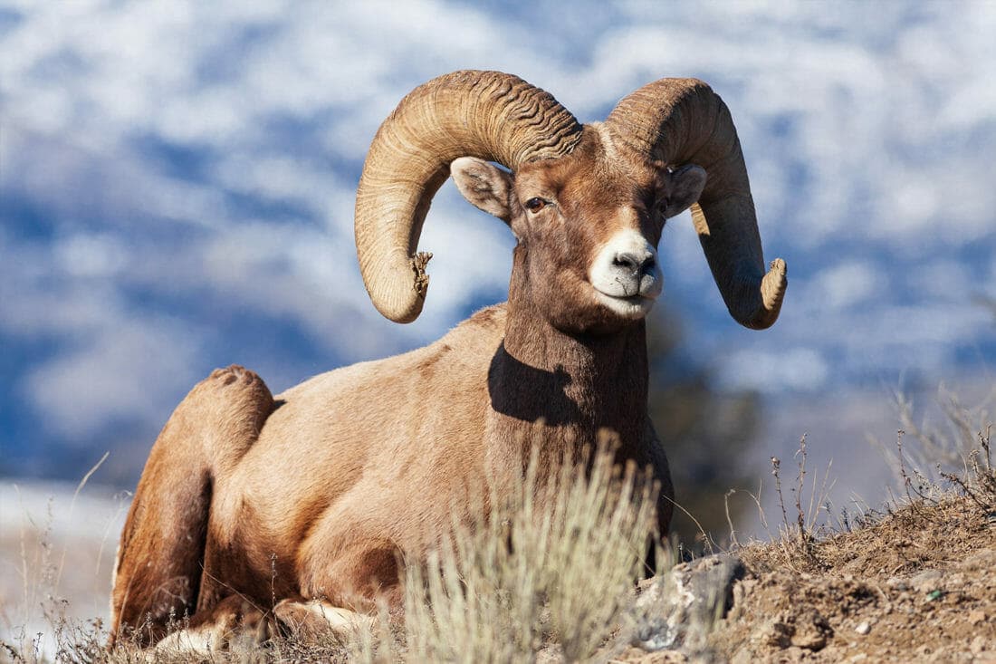 Greater Yellowstone Photo Gallery - Yellowstone Safari Company
