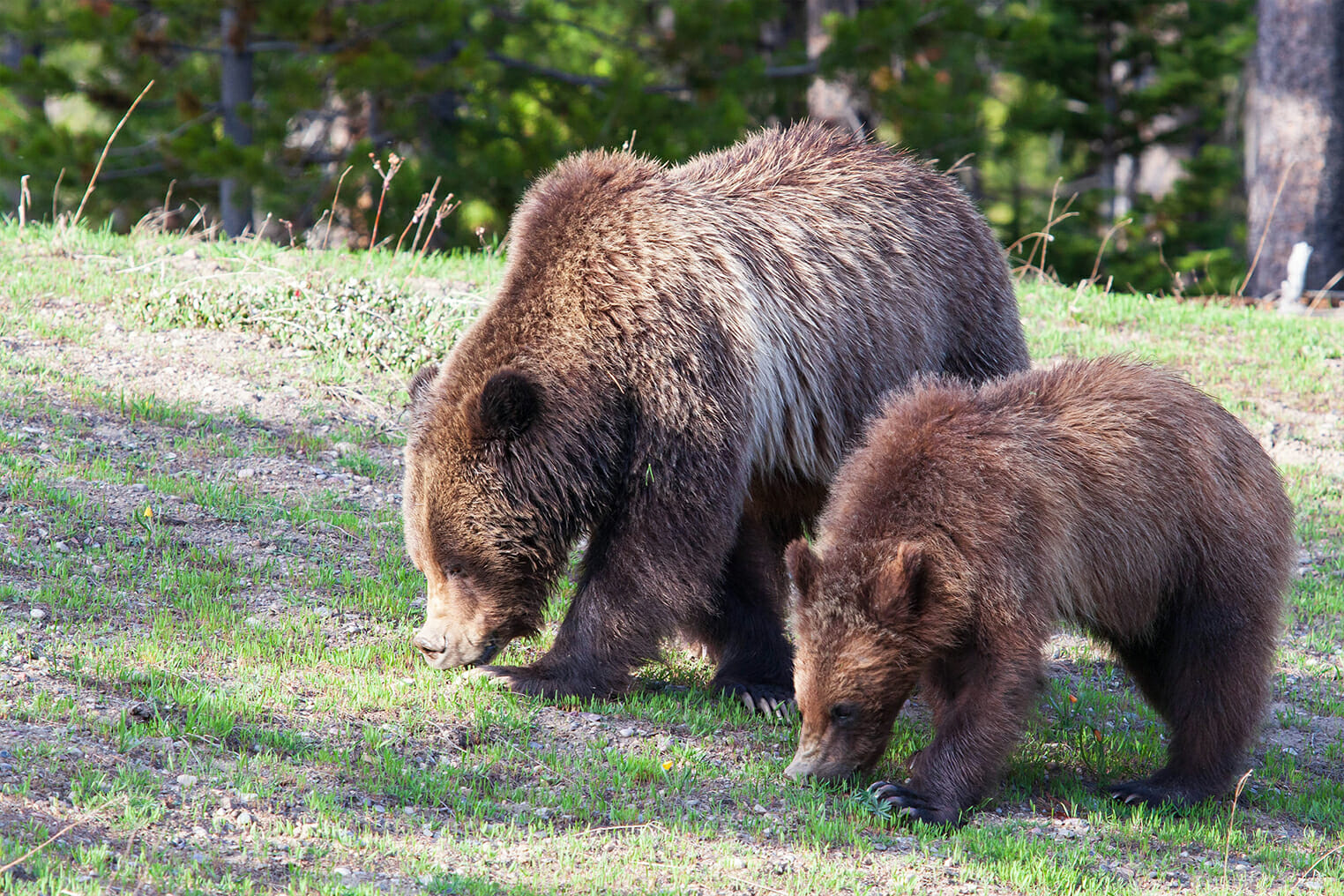 Yellowstone Wildlife Activity in the Summer | Summer Tours