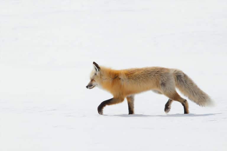 Red Fox - Yellowstone Safari Company