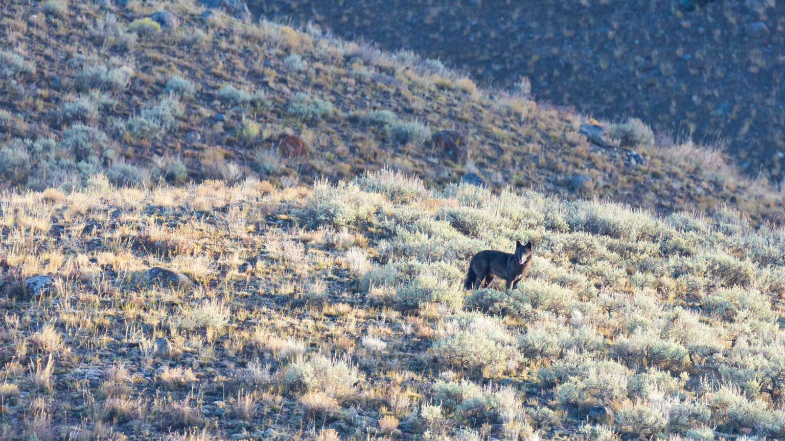 Understanding the Wolf Story in Yellowstone National Park