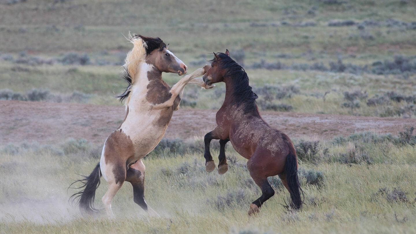 3 Day Wild West Tours - Yellowstone Safari Company