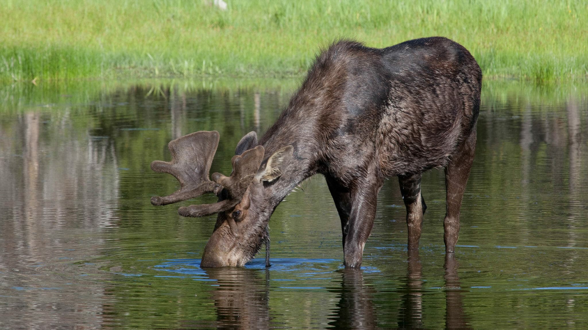 Yellowstone Wildlife Activity in the Summer