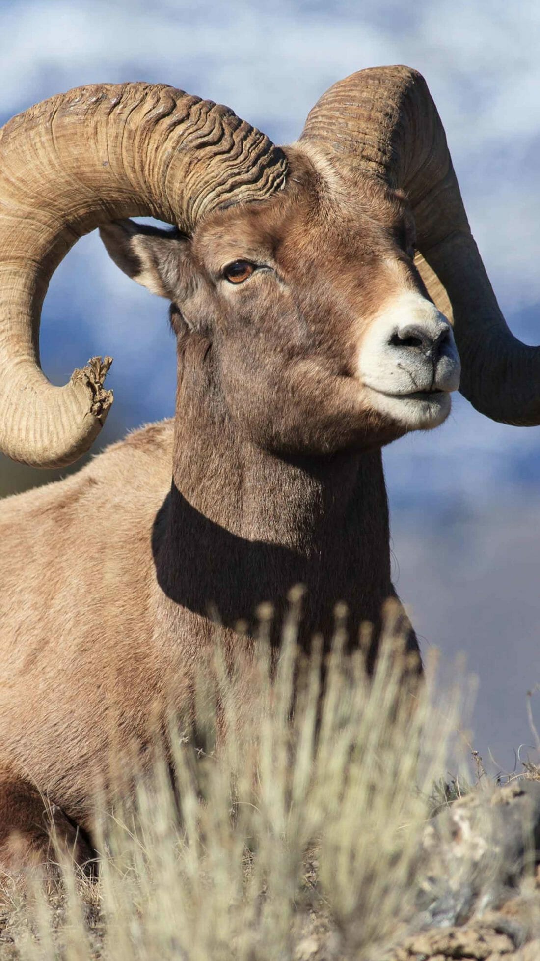 Bison - Yellowstone Safari Company