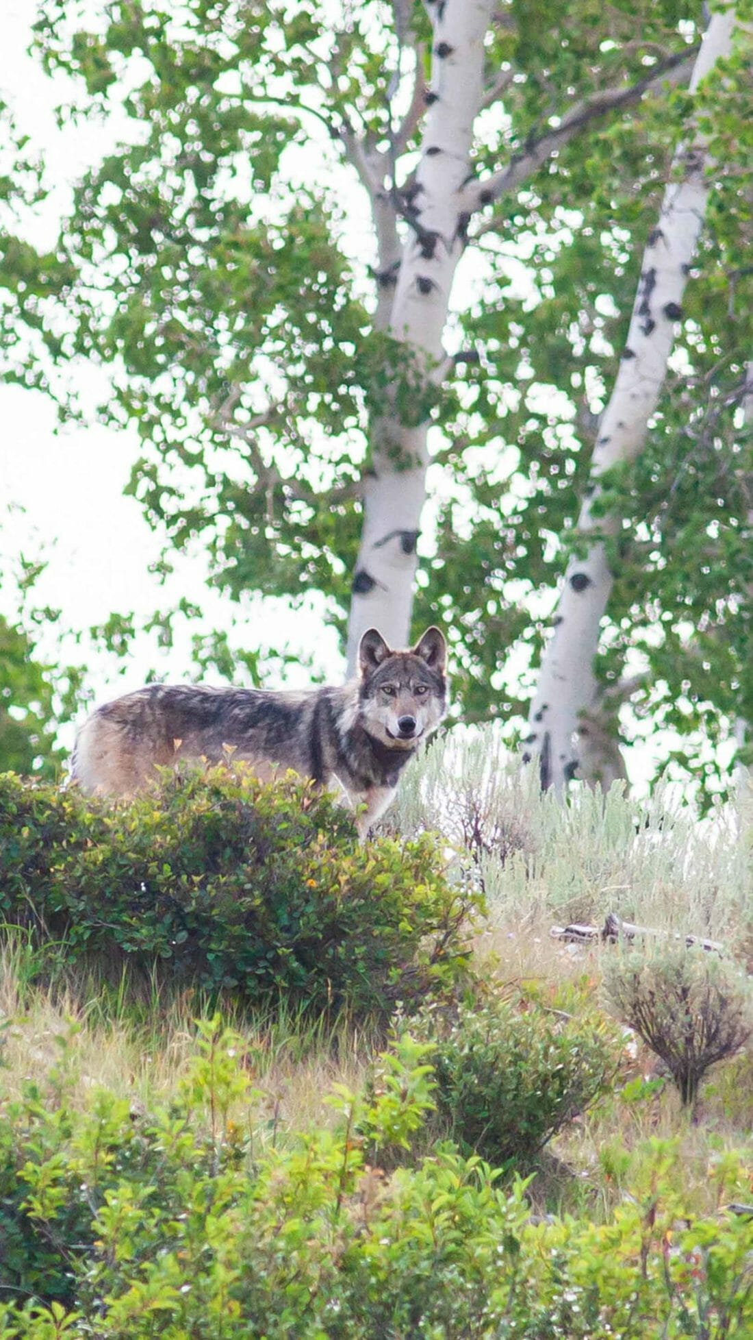 Yellowstone River Safaris for Wildlife Tours & History