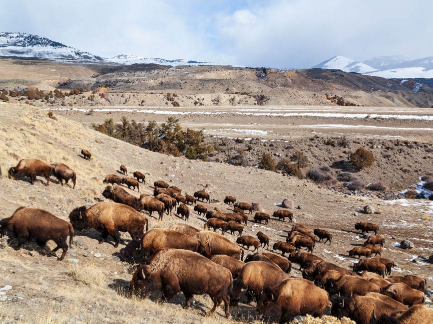 North America's Awe-Inspiring Wildlife on the Northern Range ...