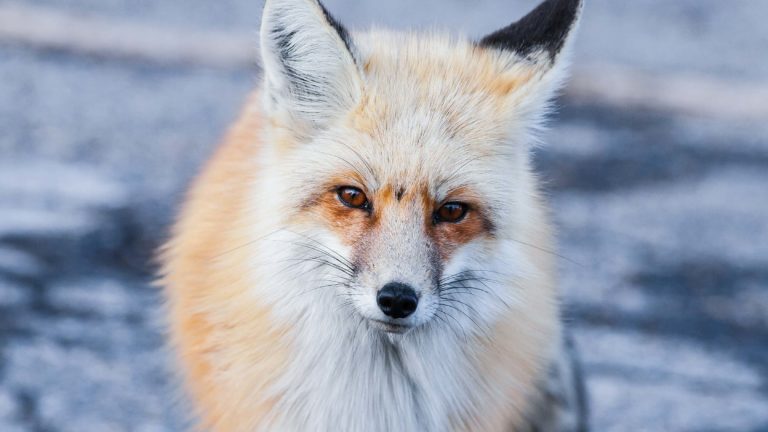 Summer & Winter Yellowstone Tours - Yellowstone Safari Company