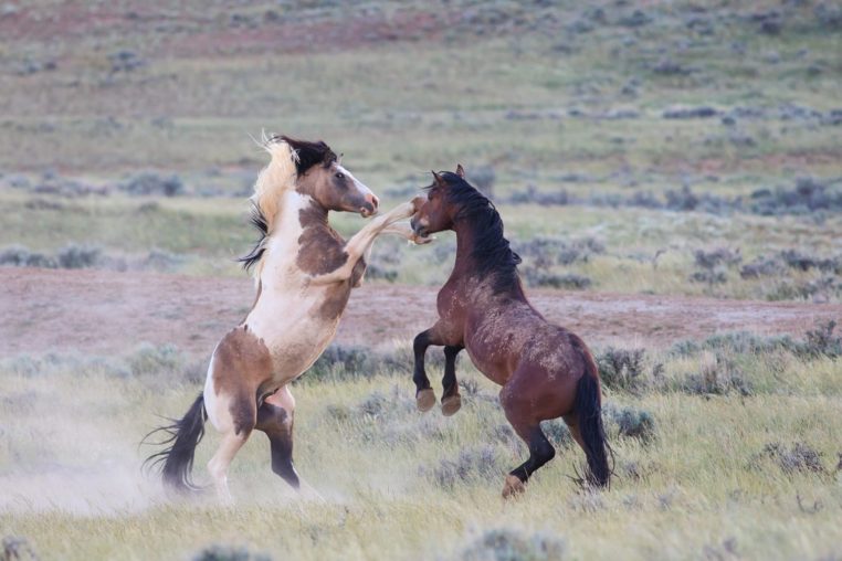 Guided Wild Mustang Tours | Things To Do In Cody, WY