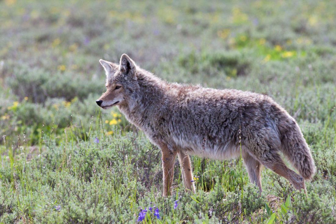Guided Wild Mustang Tours | Things To Do In Cody, WY