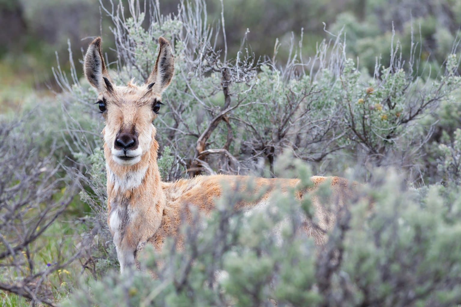 Pronghorn Antelope - Yellowstone Safari Company