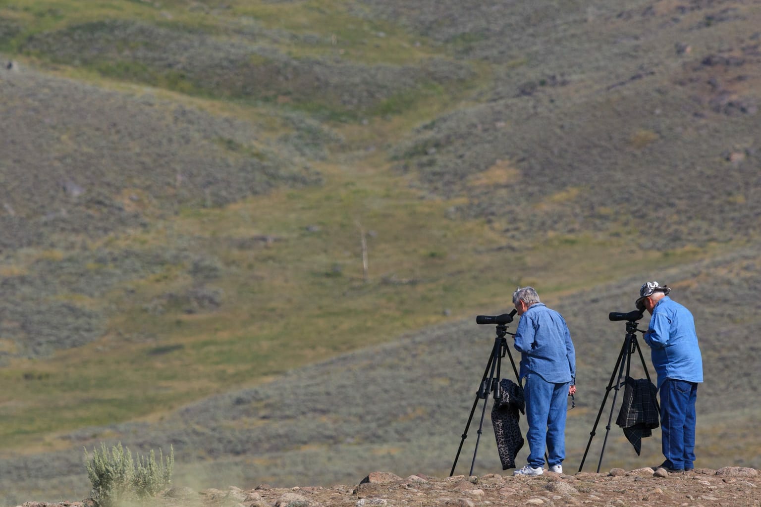 2 Day Bear and Wolf Safari Tour | Yellowstone Wildlife Tours