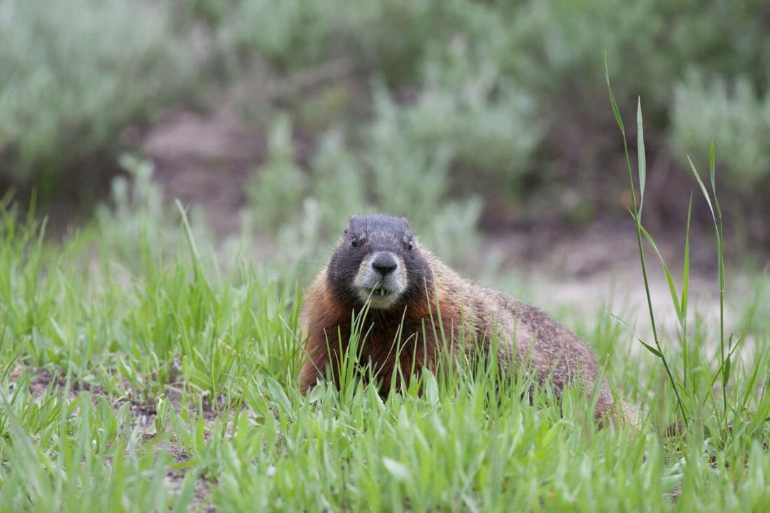 2 Day Bear and Wolf Safari Tour | Yellowstone Wildlife Tours