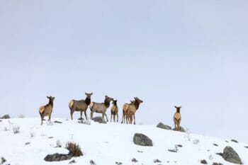 3 Day Winter Wolves and Wildlife Safari - Yellowstone Safari Company
