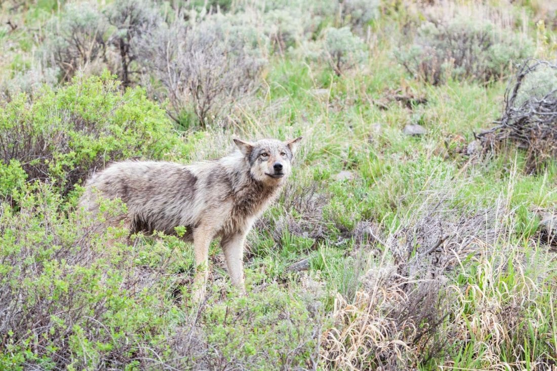 3 Day Bear and Wolf Safari Tour | Yellowstone Wildlife Tours