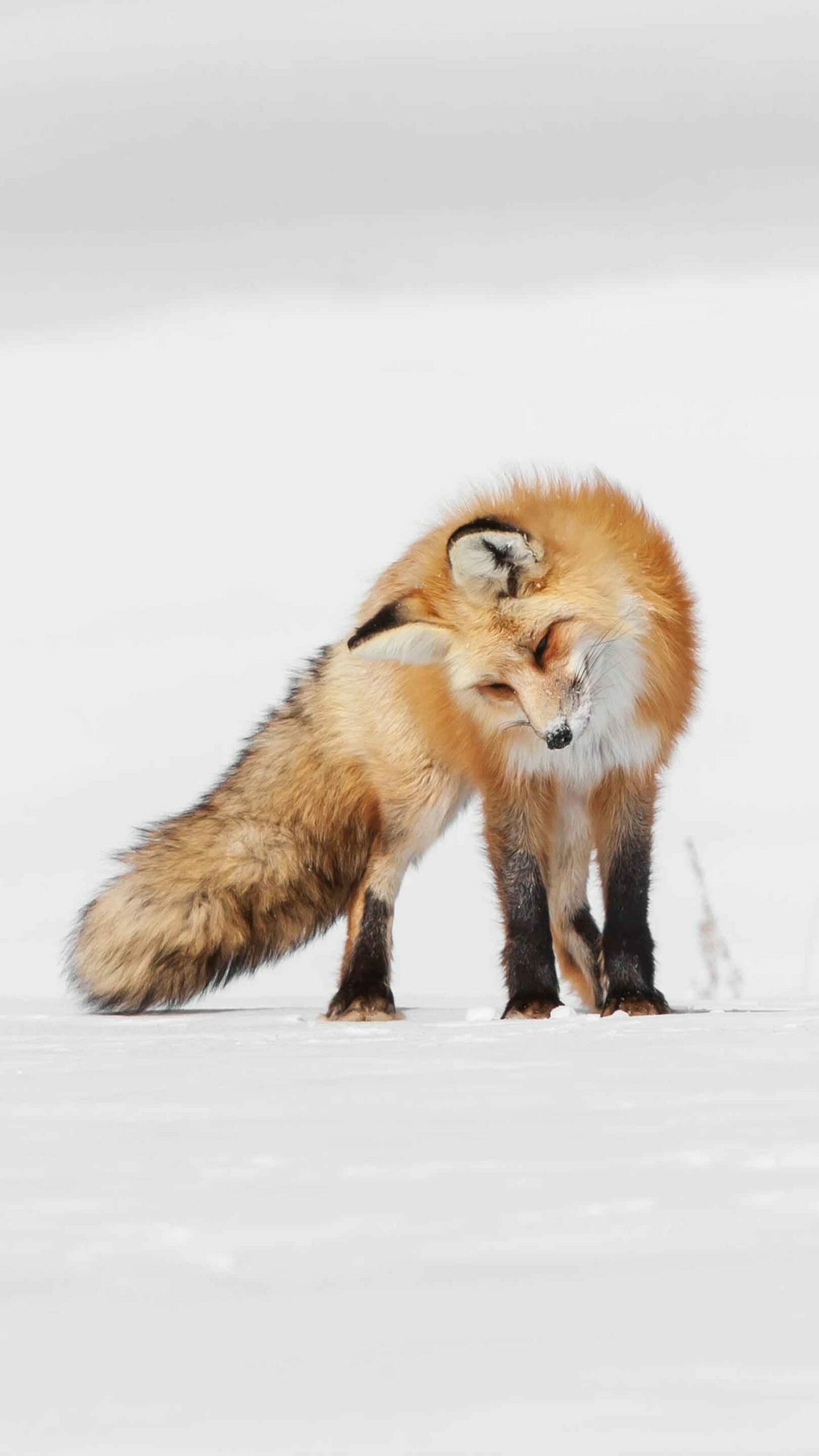 Red Fox - Yellowstone Safari Company