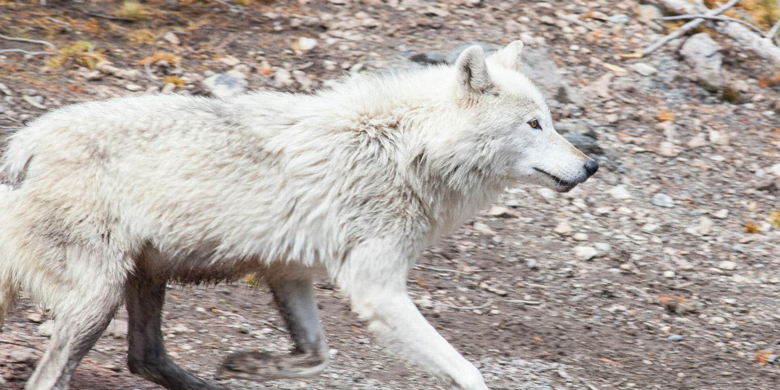 How Yellowstone Helped Restore Wolves | Yellowstone Wildlife