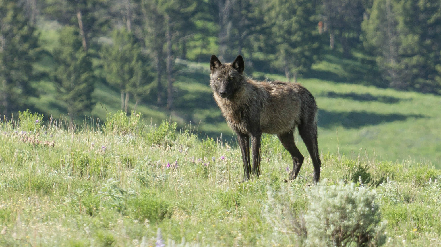 How Yellowstone Helped Restore Wolves | Yellowstone Wildlife