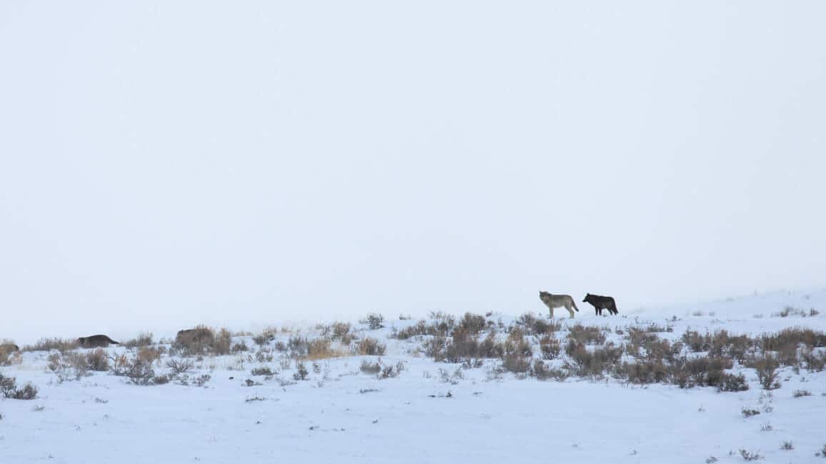 See Yellowstone’s Rare Wolves with Kimpton This Winter
