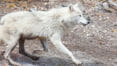 Yellowstone Wolves - Yellowstone Safari Company