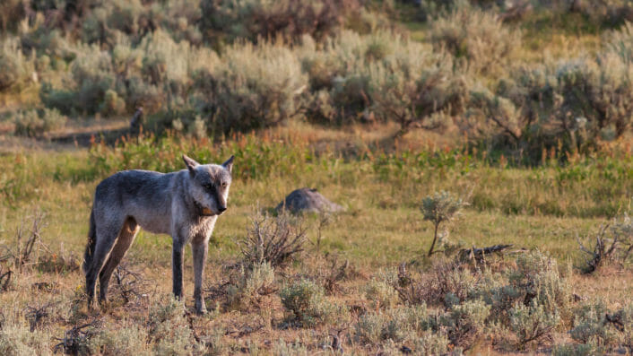 Wolf Packs in Yellowstone: The Story of America’s Apex Predators ...