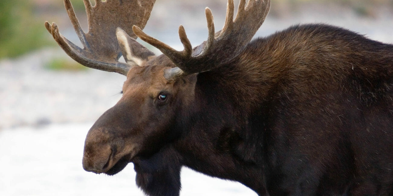 Yellowstone Wildlife Tours | Yellowstone Animal Tours