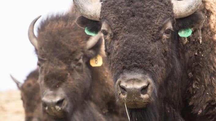 Restoring the Buffalo Herds to the Land of Yellowstone