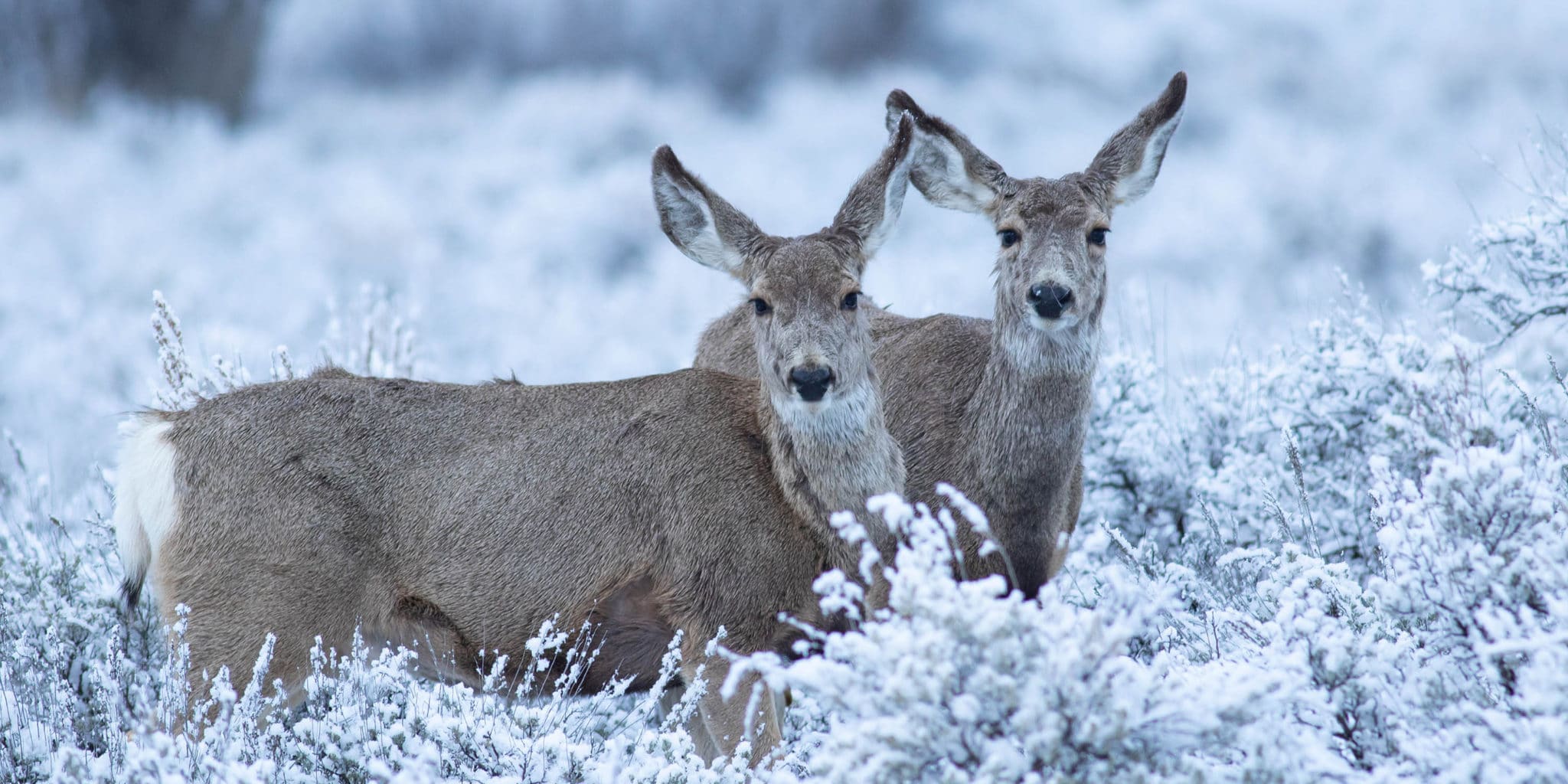 Winter Wildlife in Yellowstone National Park