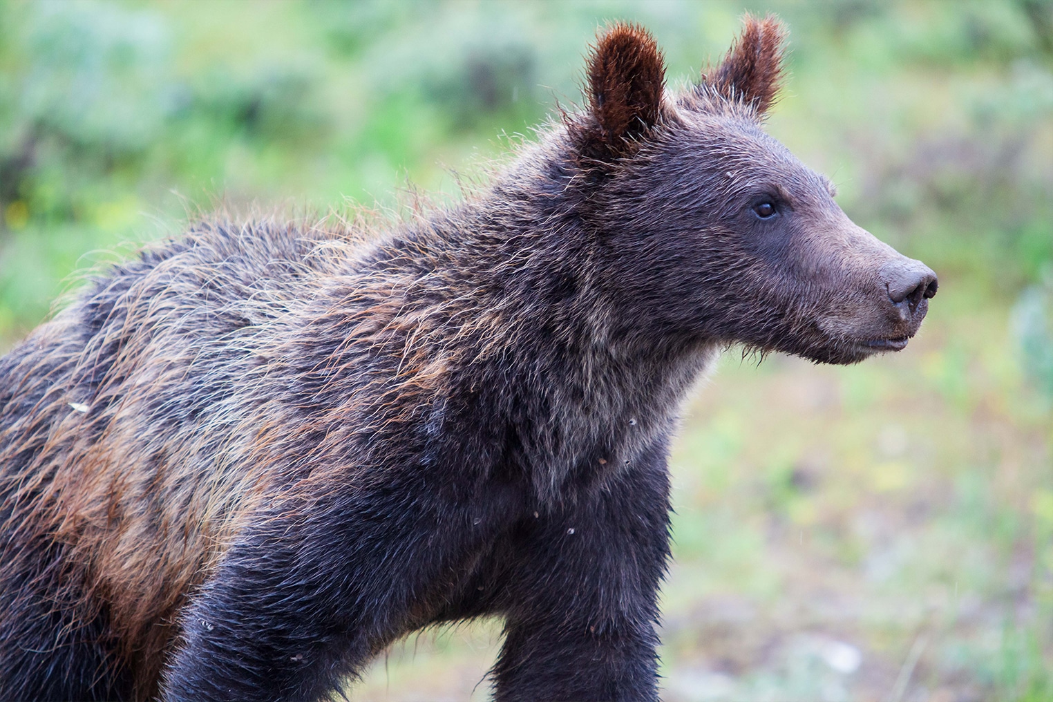 The Majestic Symphony of Yellowstone in Autumn - Yellowstone Safari Company