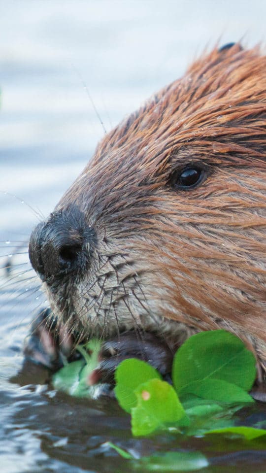 Beaver - Yellowstone Safari Company