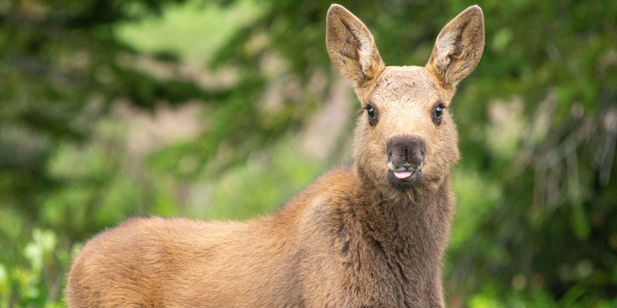 Guided Tour of Yellowstone - Yellowstone Safari Company