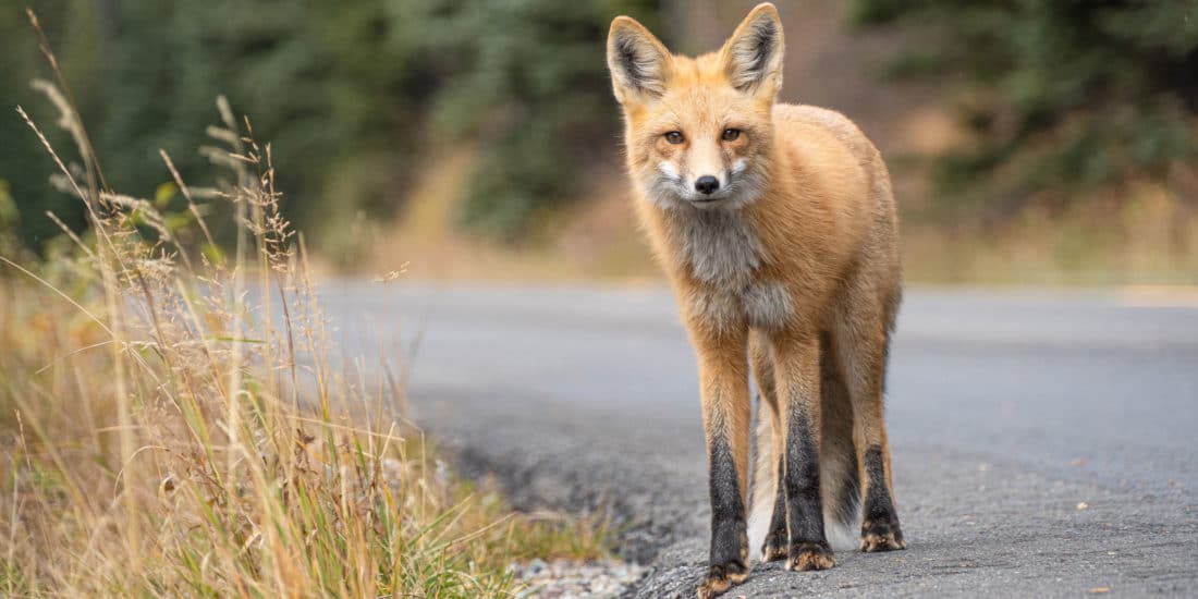 A Seasonal Guide to Wildlife in Yellowstone National Park