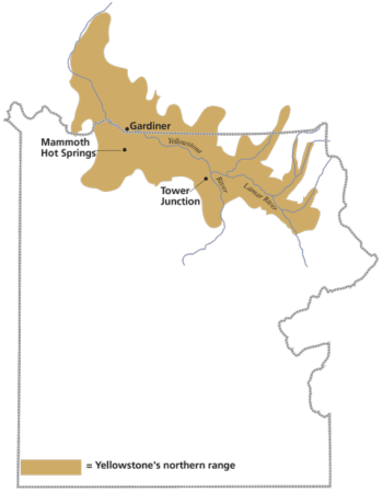 North America's Awe-Inspiring Wildlife on the Northern Range ...