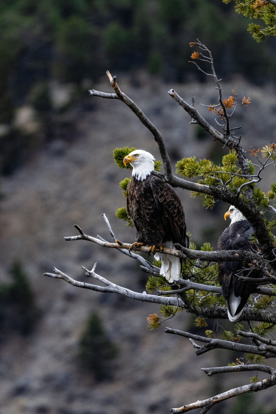 Bald Eagle - Yellowstone Safari Company