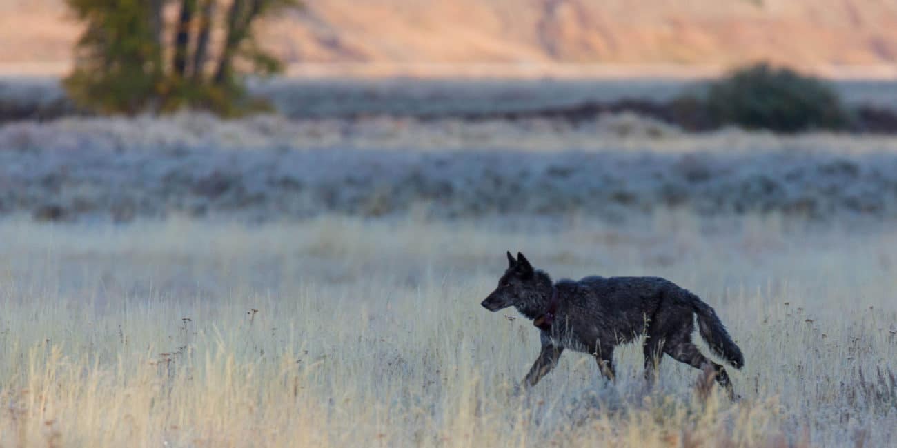 North America's Awe-Inspiring Wildlife on the Northern Range ...