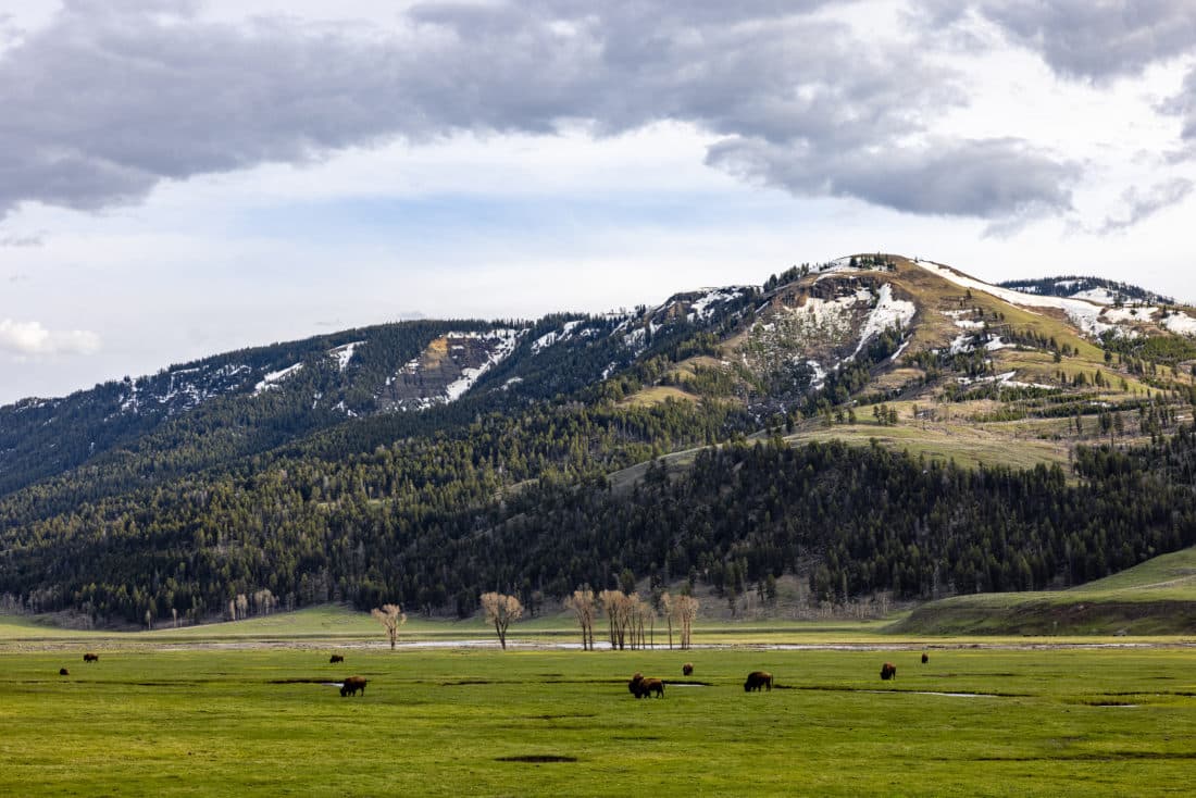 Lamar Valley | Yellowstone National Park Safari Tours