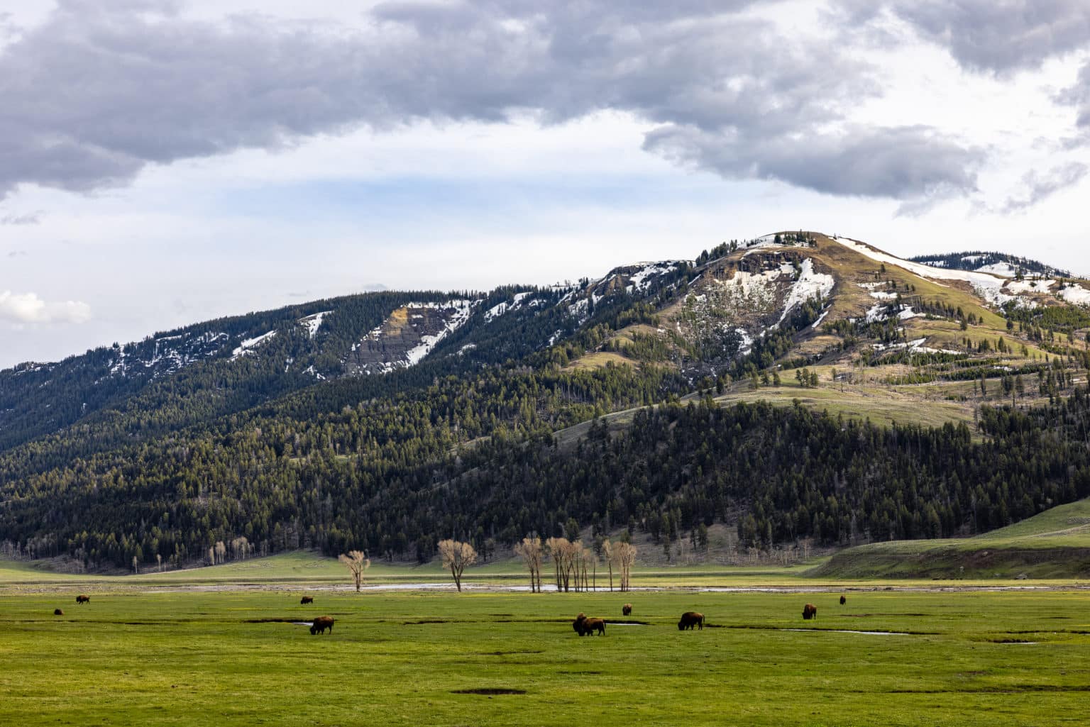 Lamar Valley | Yellowstone National Park Safari Tours