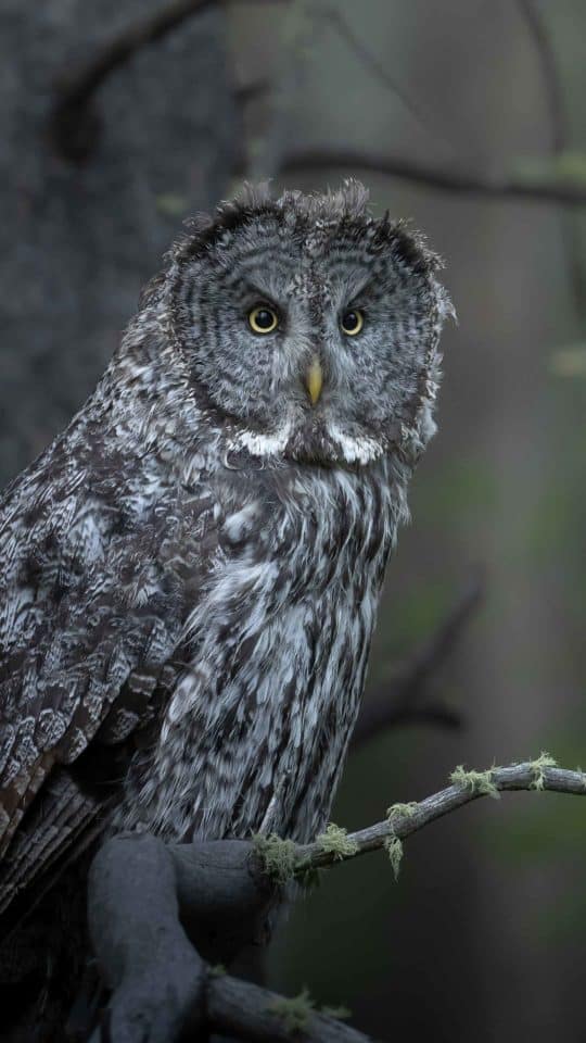 Owl - Yellowstone Safari Company
