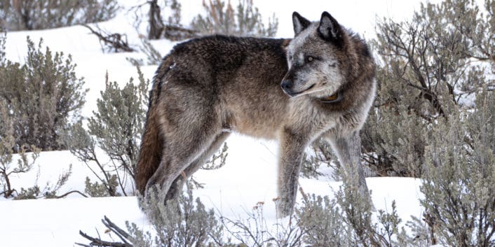Yellowstone Wolves - Yellowstone Safari Company