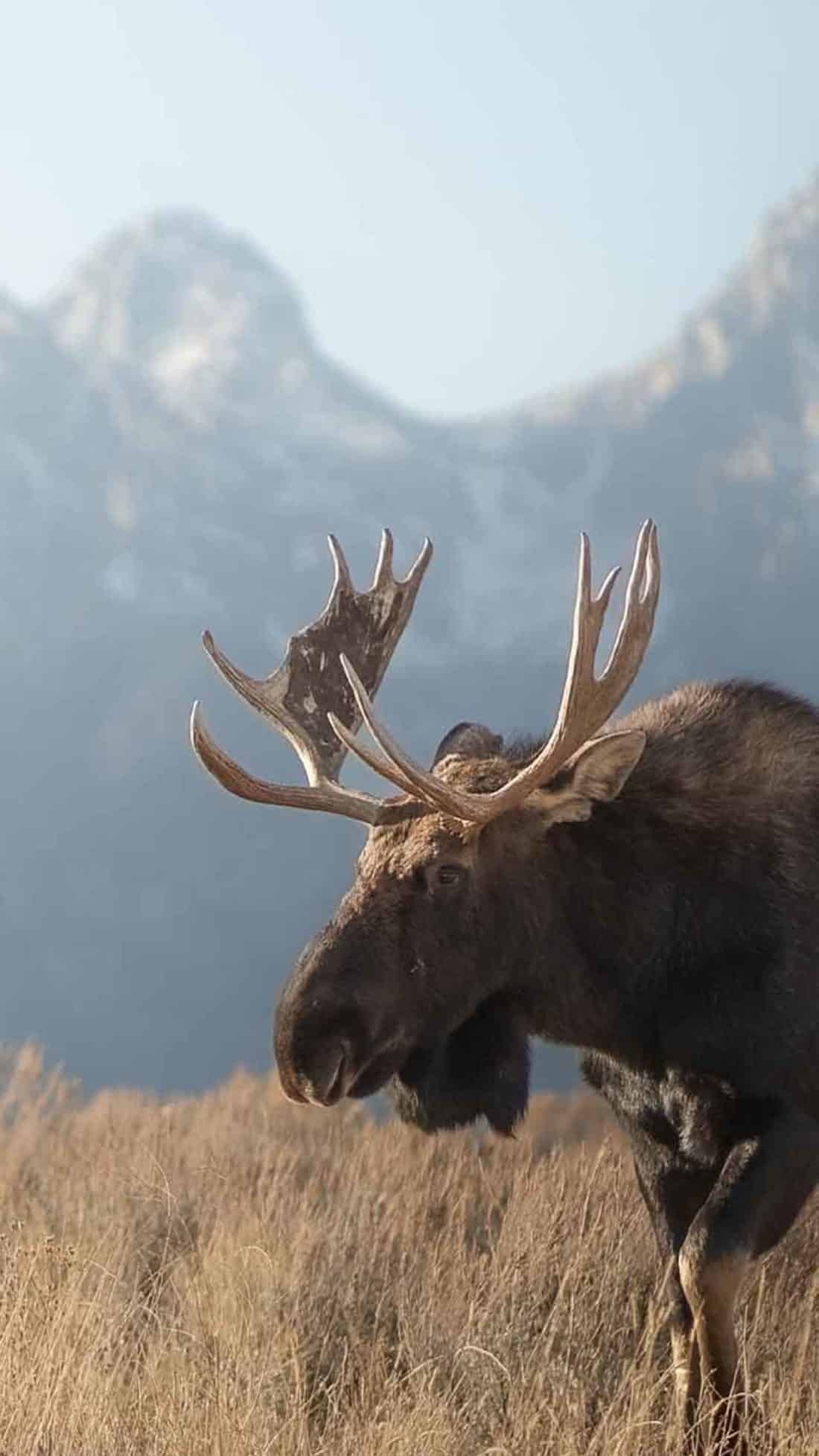 Moose - Yellowstone Safari Company