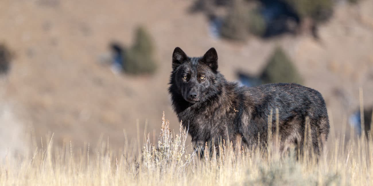 Viewing Lamar Valley Wolves on Safari - Yellowstone Safari Company