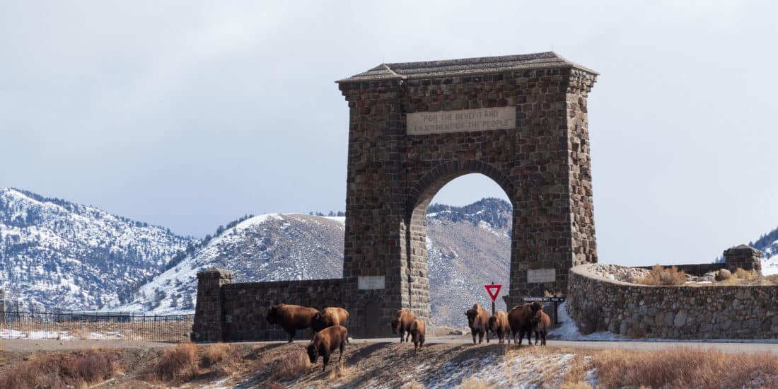 Yellowstone Tours From Gardiner, MT | Wildlife Safaris and Eco Tours