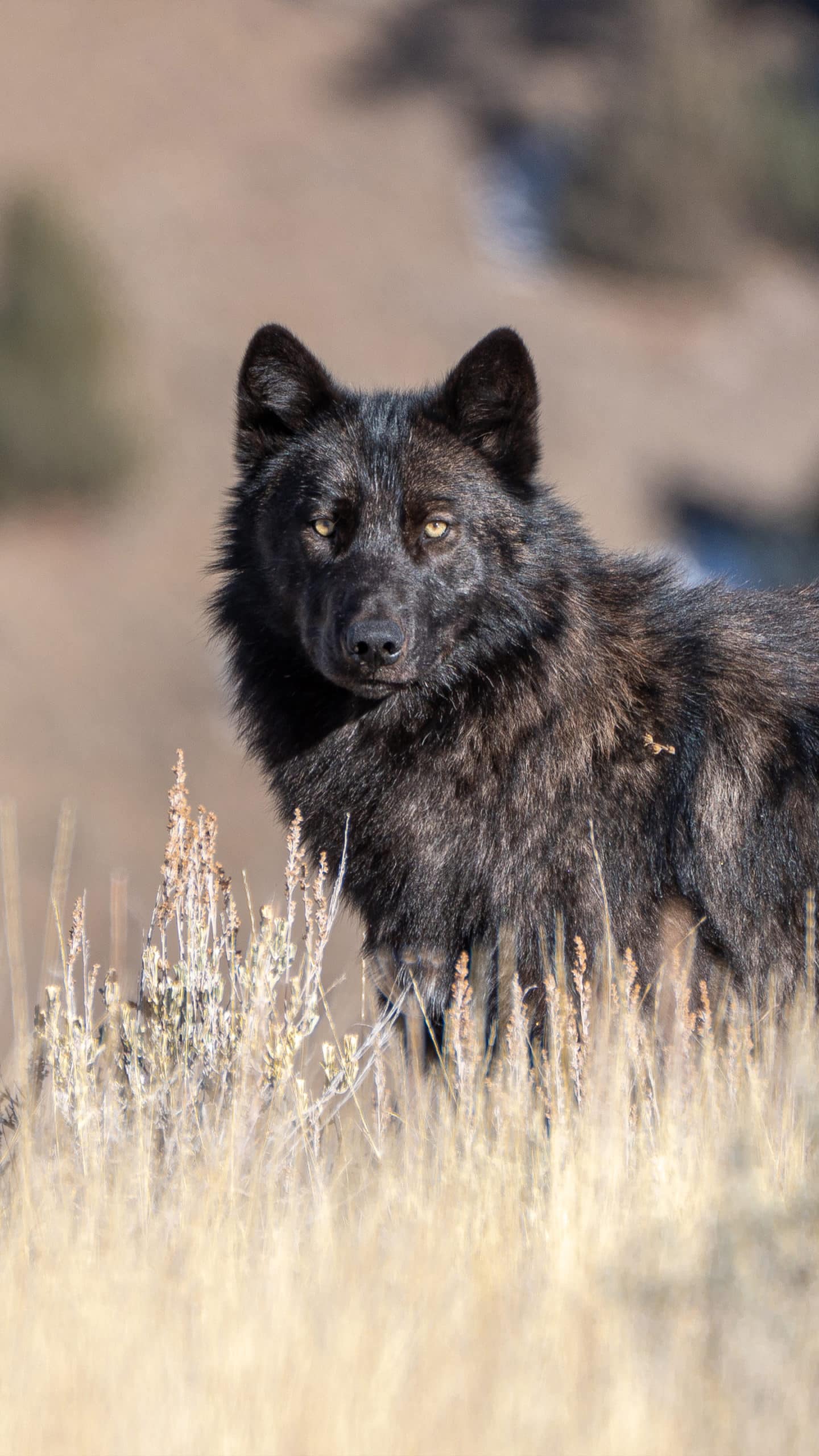 Yellowstone Archives - Yellowstone Safari Company