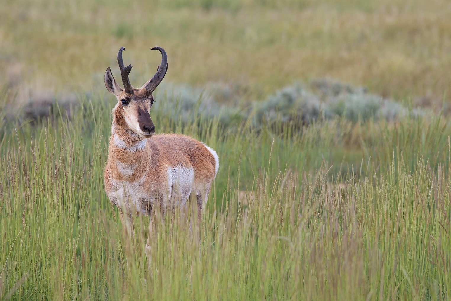 Pronghorn Antelope - Yellowstone Safari Company