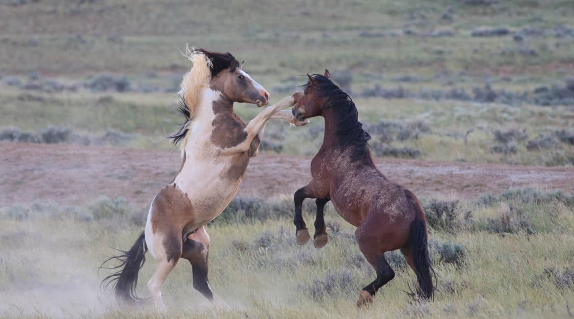 The History of the Rodeo - Yellowstone Safari Company