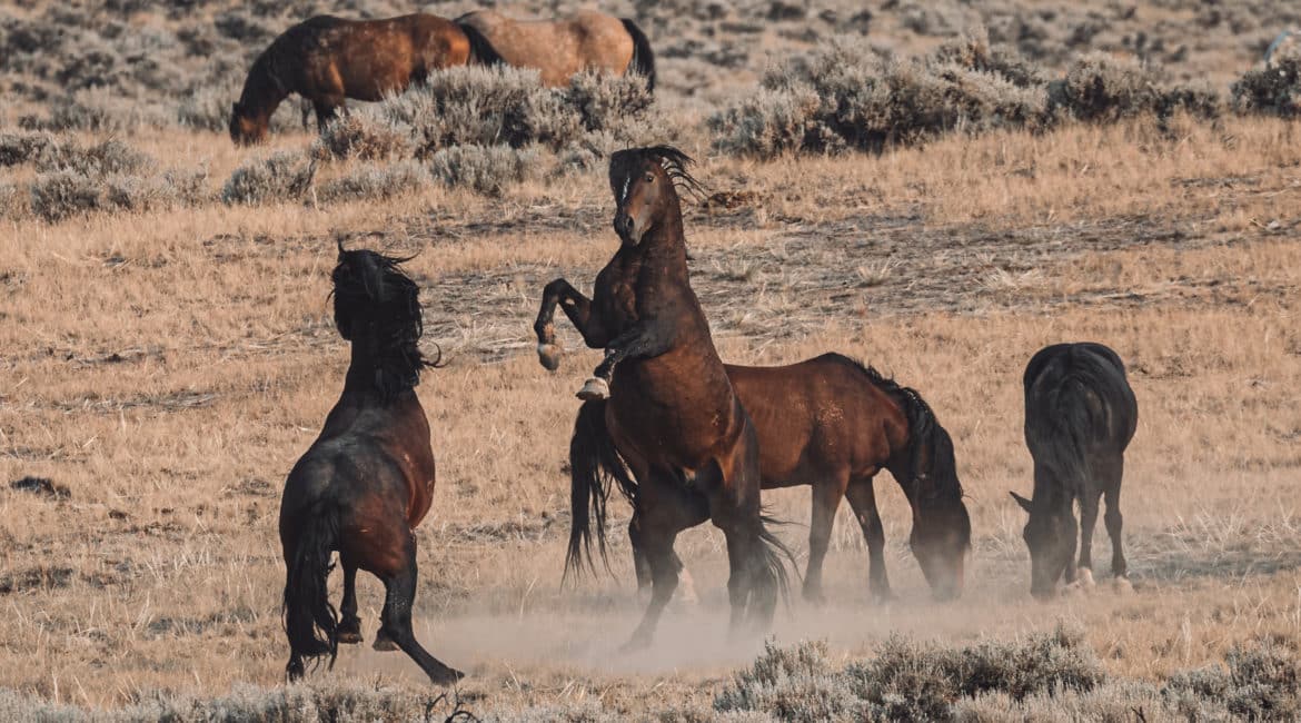 The History of the Rodeo - Yellowstone Safari Company