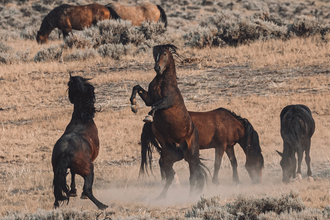 Guided Wild Mustang Tours | Things To Do In Cody, WY