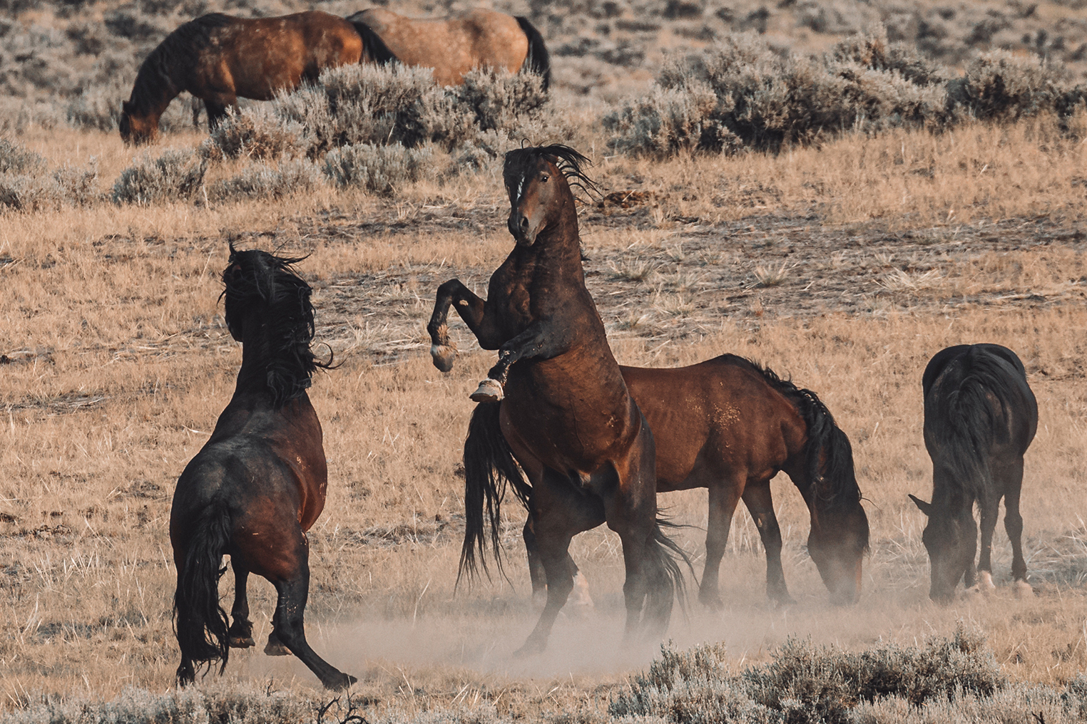 Guided Wild Mustang Tours | Things To Do In Cody, WY