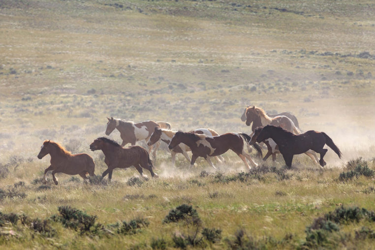 Guided Wild Mustang Tours | Things To Do In Cody, WY