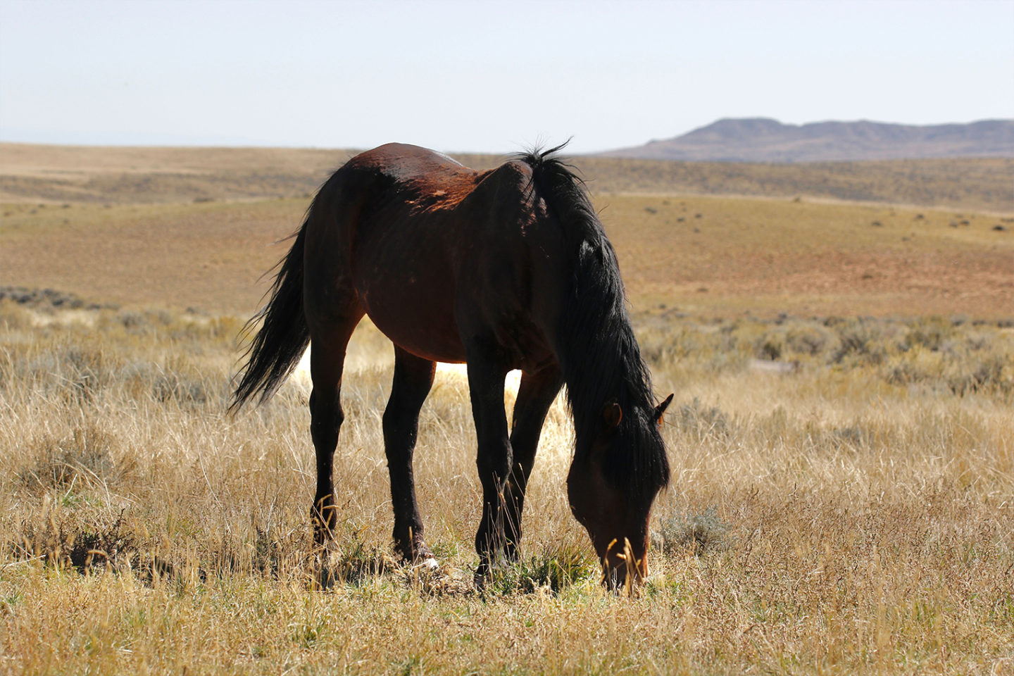 Guided Wild Mustang Tours | Things To Do In Cody, WY